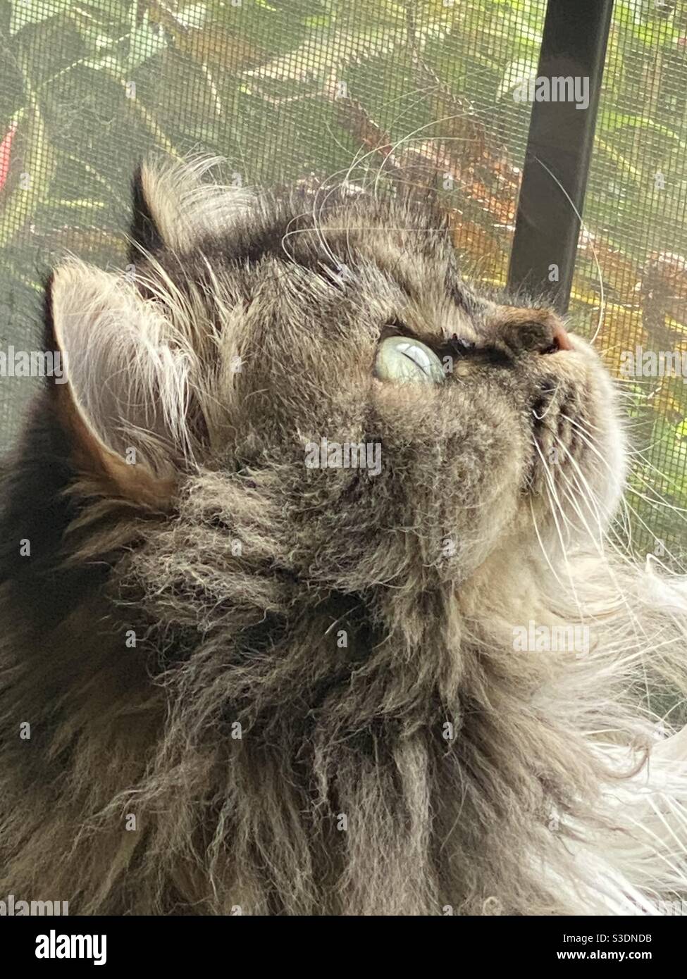 Profil katze -Fotos und -Bildmaterial in hoher Auflösung – Alamy