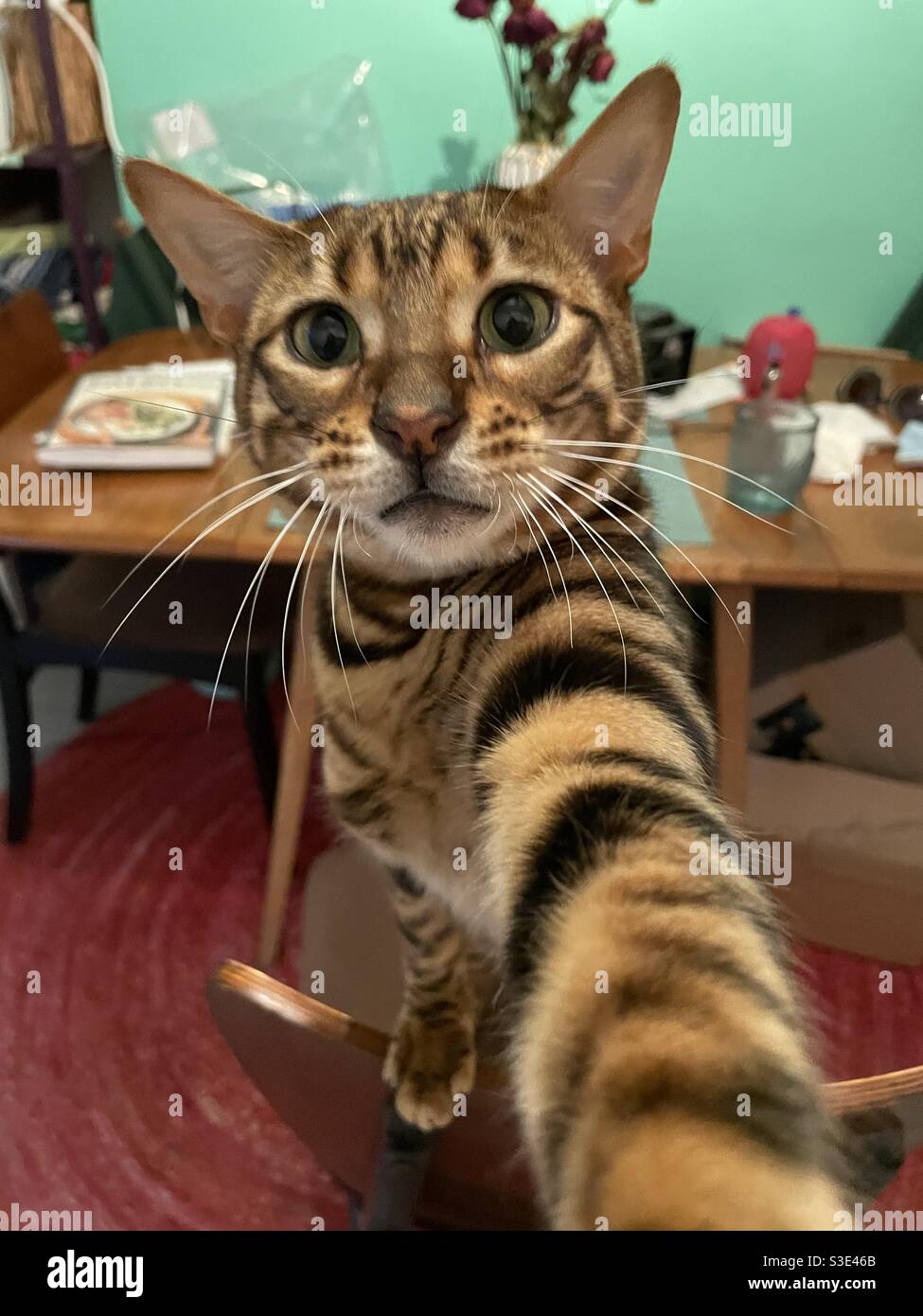Katze selfie -Fotos und -Bildmaterial in hoher Auflösung – Alamy
