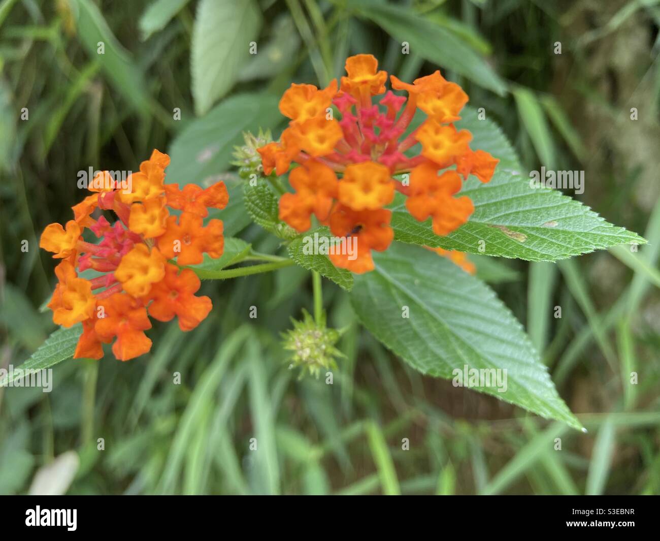 Lantana camara var aculeata -Fotos und -Bildmaterial in hoher Auflösung ...
