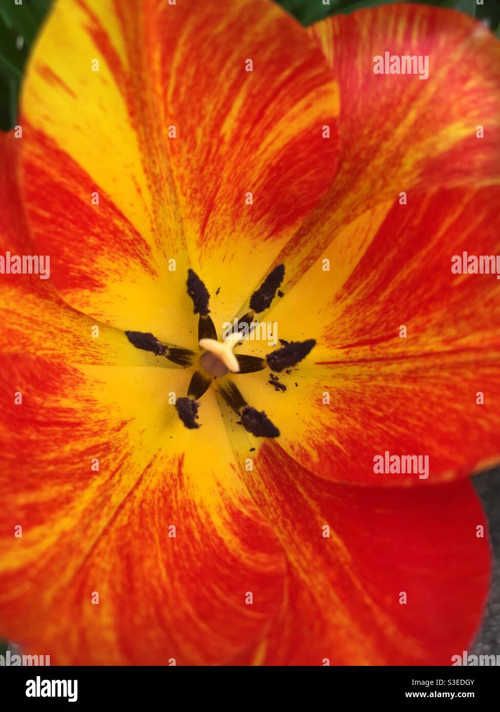 Rote und gelbe details -Fotos und -Bildmaterial in hoher Auflösung – Alamy