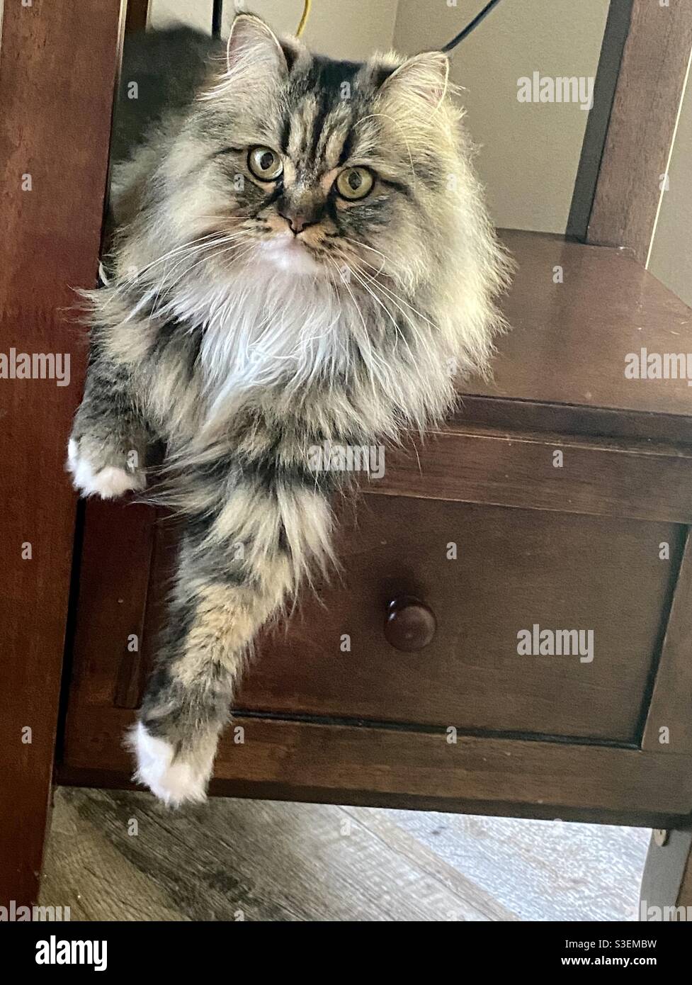 Kitty pose -Fotos und -Bildmaterial in hoher Auflösung – Alamy