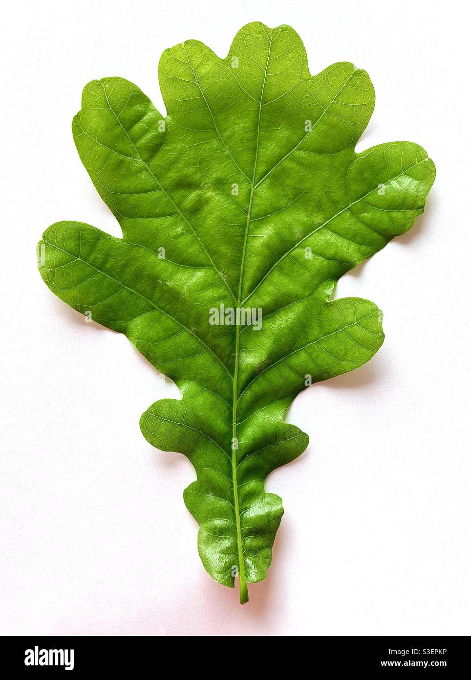 Grünes eichenblatt -Fotos und -Bildmaterial in hoher Auflösung – Alamy