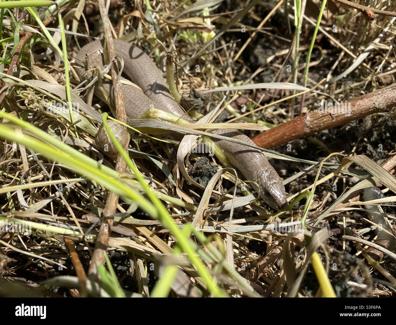Worm lizard -Fotos und -Bildmaterial in hoher Auflösung – Alamy