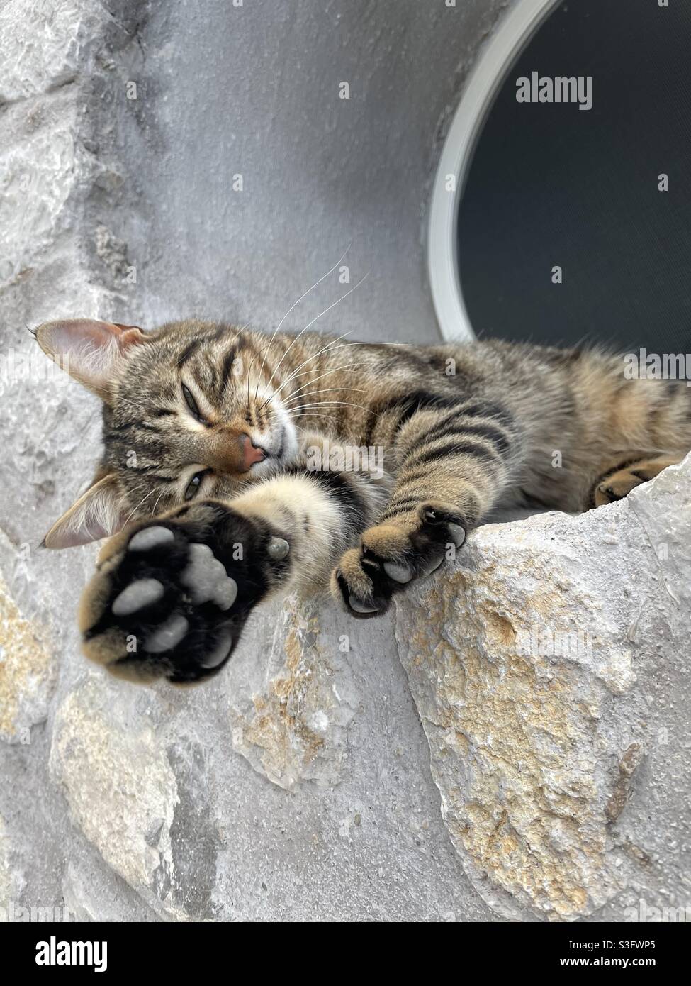 Katze chillen -Fotos und -Bildmaterial in hoher Auflösung – Alamy