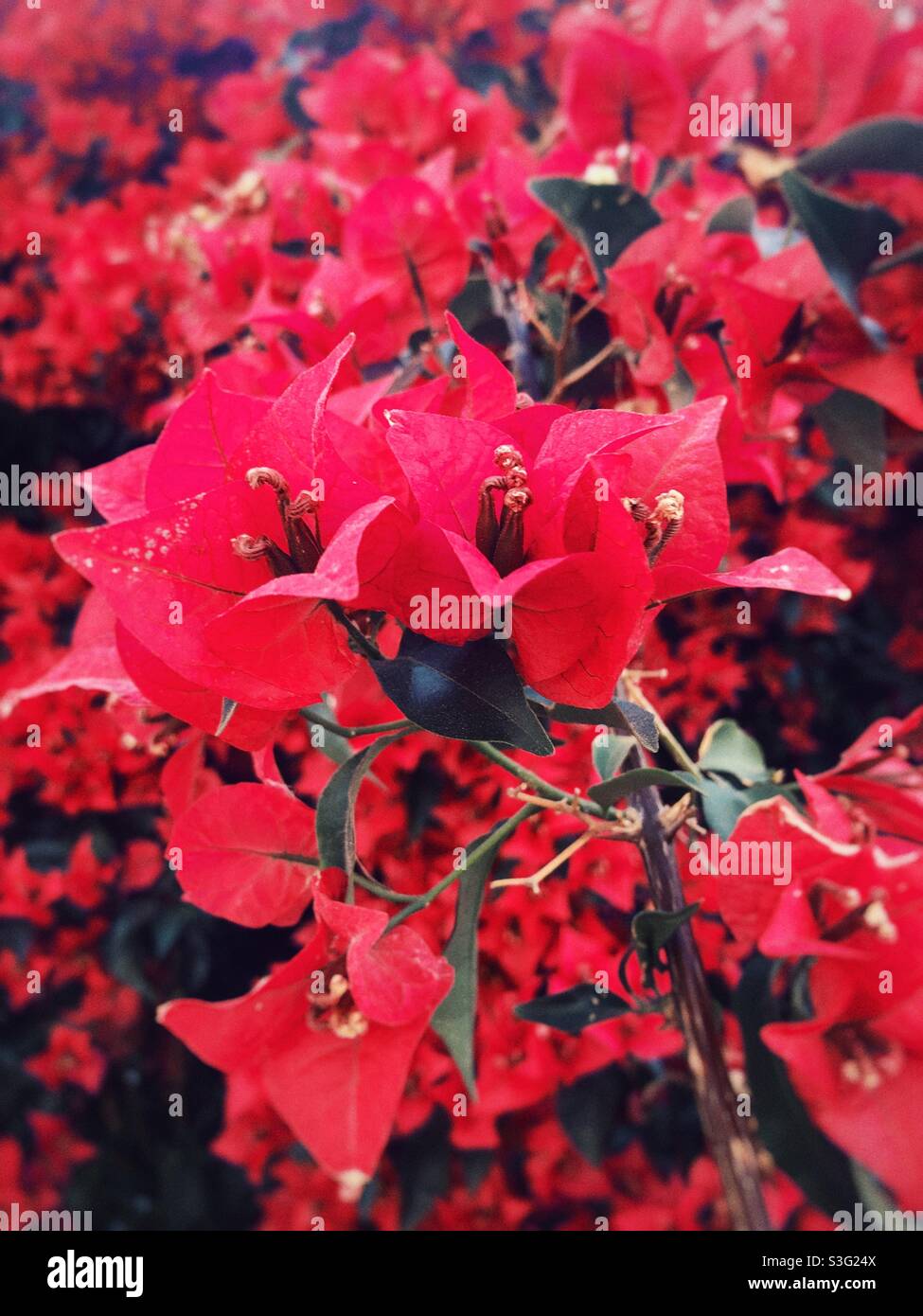 Luxus Bougainvillea Verliert Bluten Fotos