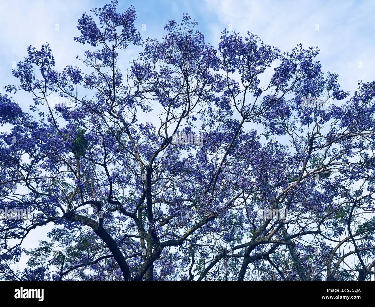 Lila jacarandas -Fotos und -Bildmaterial in hoher Auflösung – Alamy
