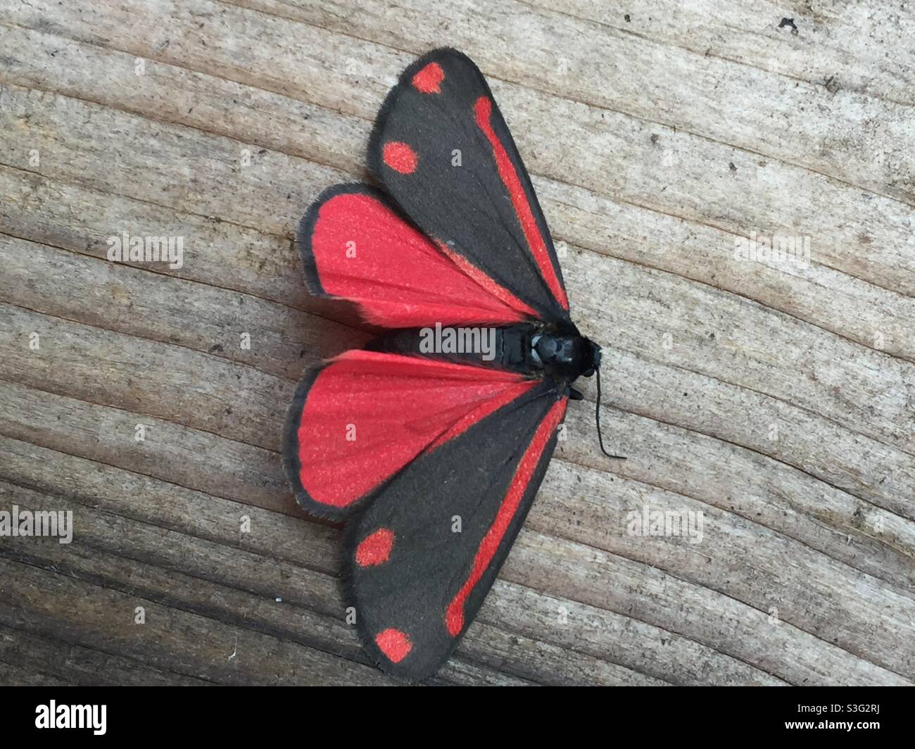 Rote und schwarze motte -Fotos und -Bildmaterial in hoher Auflösung – Alamy