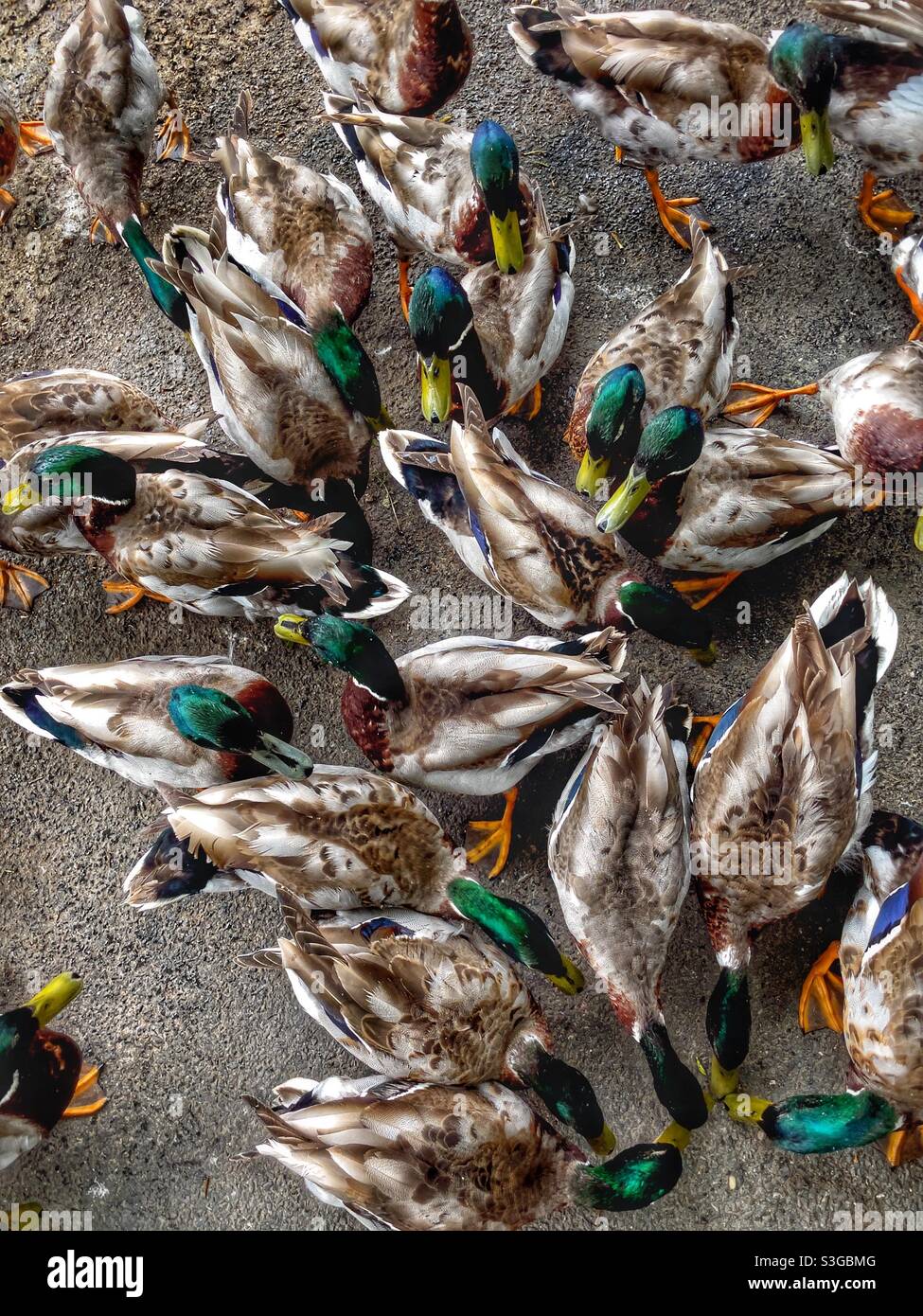 Enten erpel -Fotos und -Bildmaterial in hoher Auflösung – Alamy