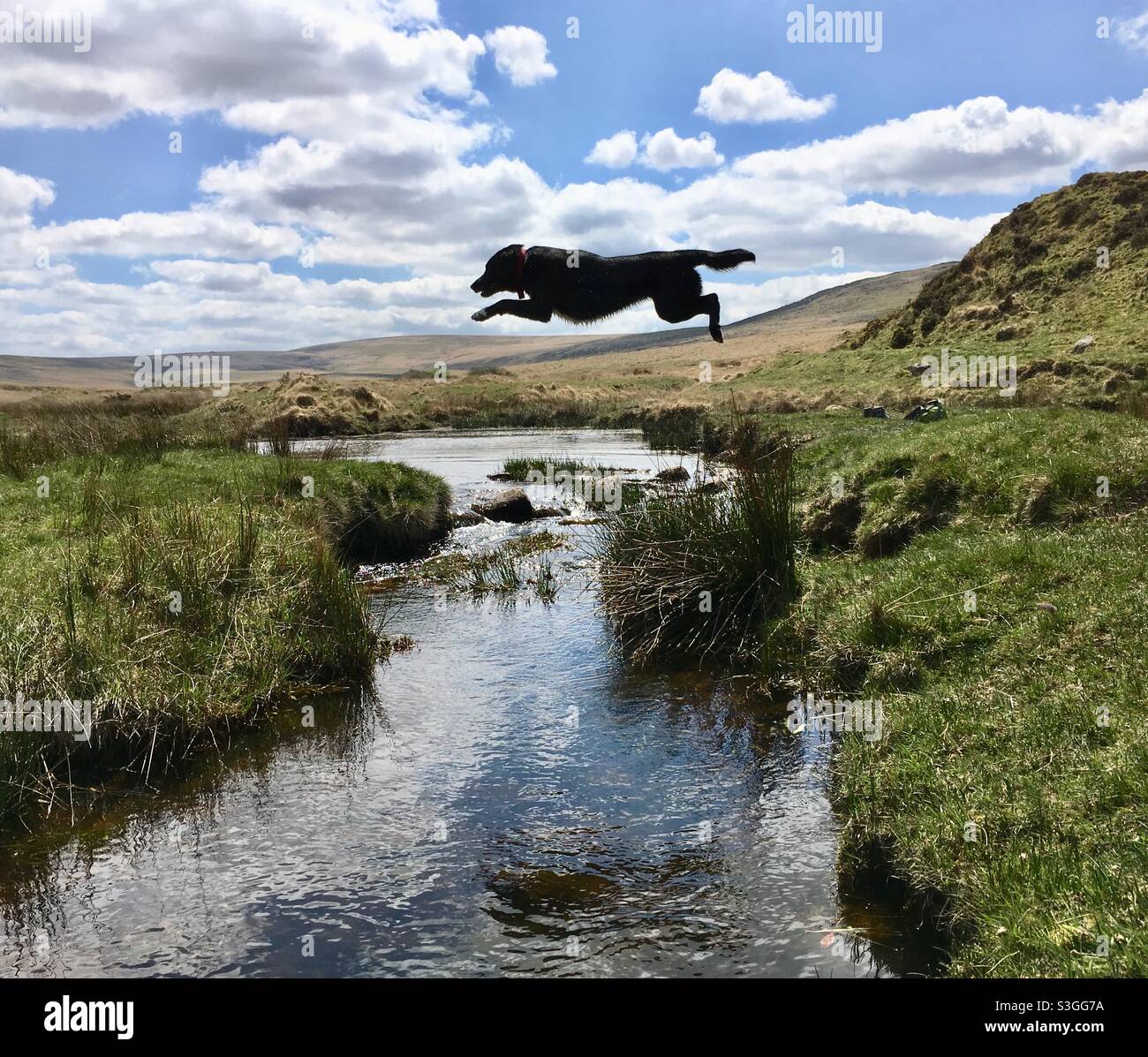 Der fliegende hund -Fotos und -Bildmaterial in hoher Auflösung – Alamy