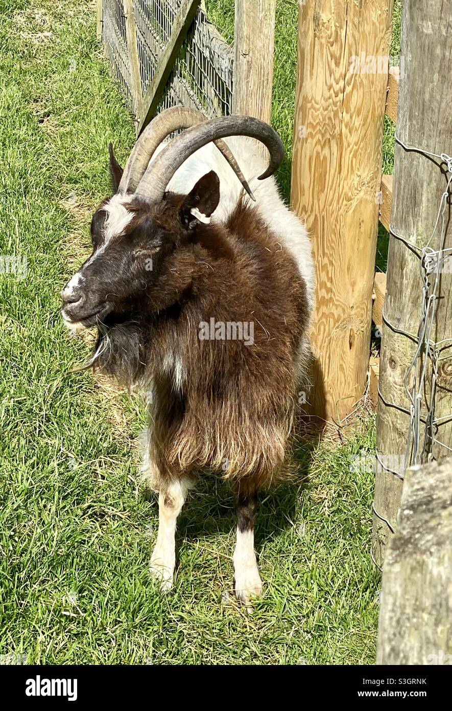 Ziege cotswold -Fotos und -Bildmaterial in hoher Auflösung – Alamy