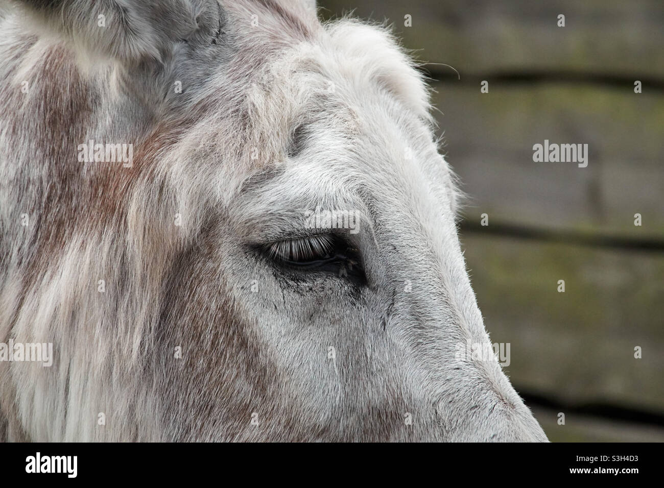 Esel mit langen ohren -Fotos und -Bildmaterial in hoher Auflösung – Alamy