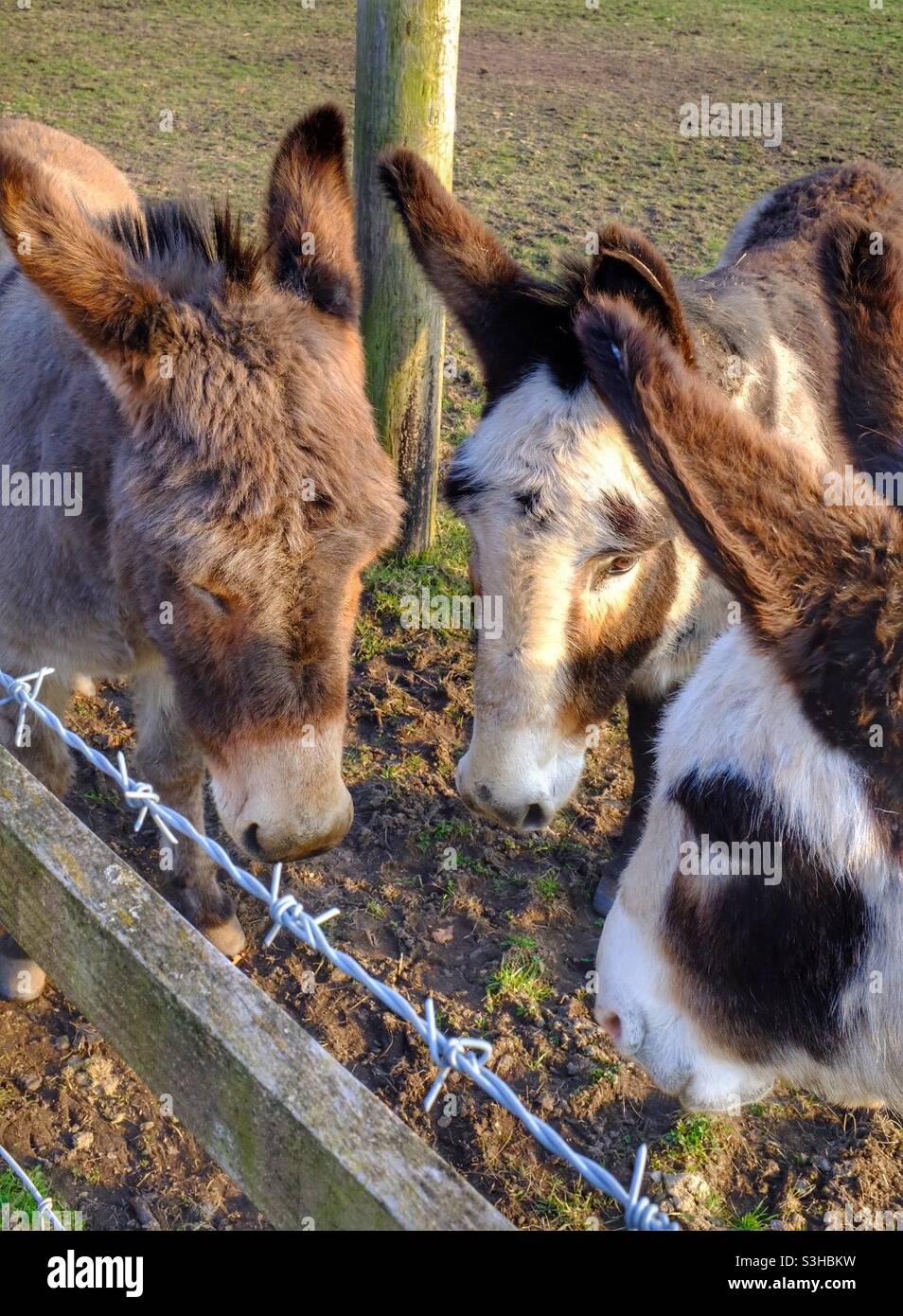 Gruppe esel -Fotos und -Bildmaterial in hoher Auflösung – Alamy