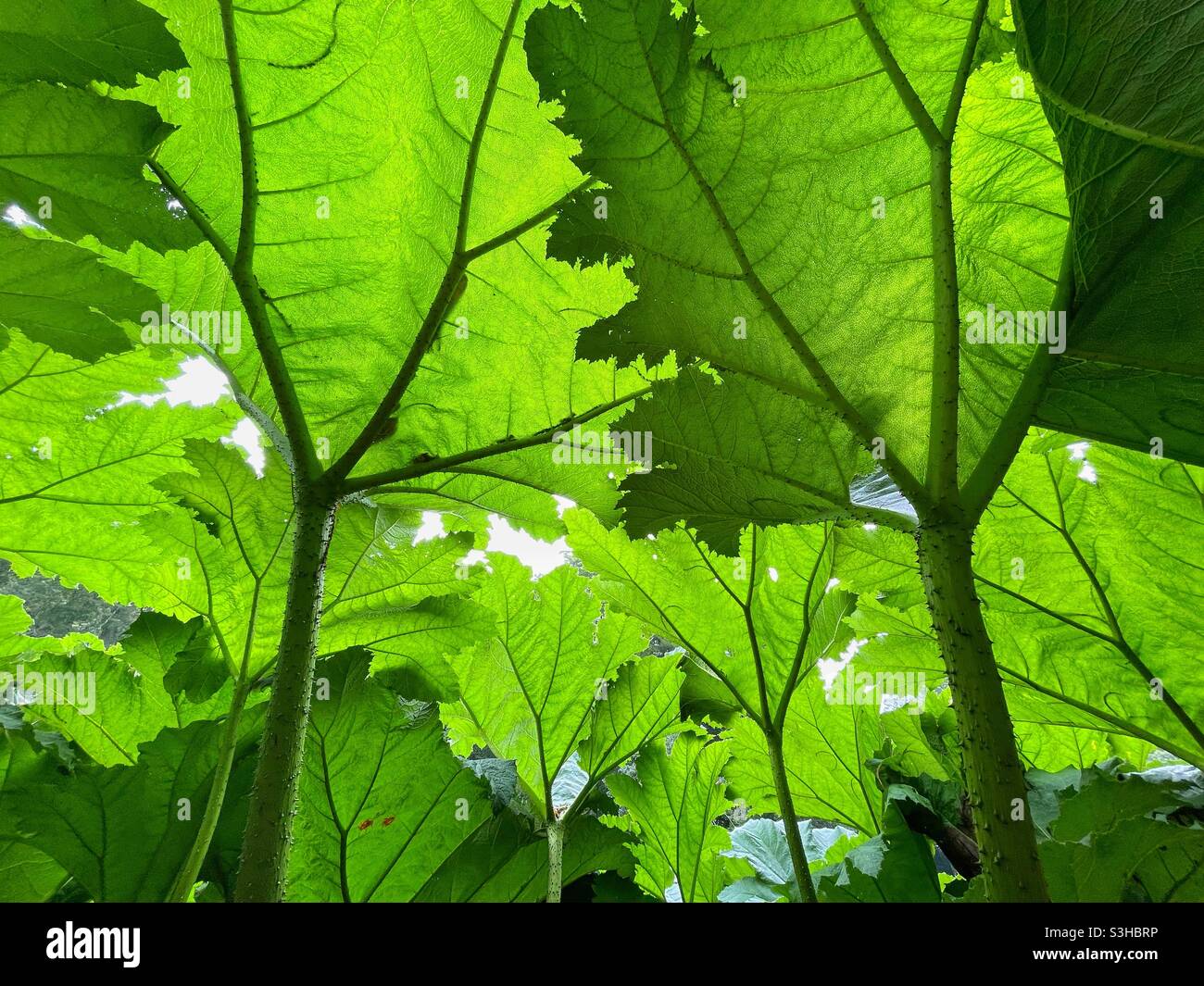 Riesen rhabarber gunnera manicata -Fotos und -Bildmaterial in hoher ...