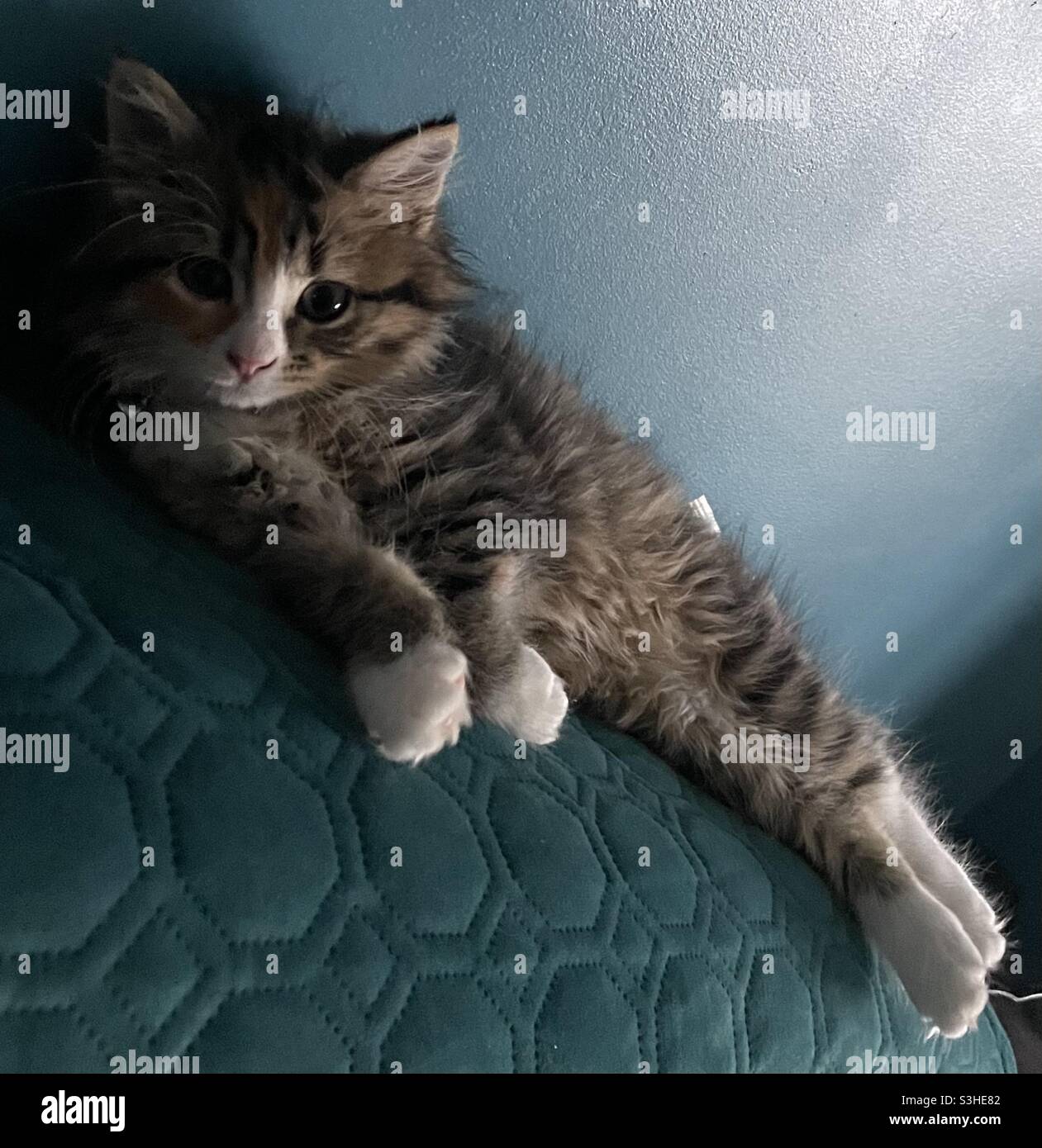 Chillin katze -Fotos und -Bildmaterial in hoher Auflösung – Alamy