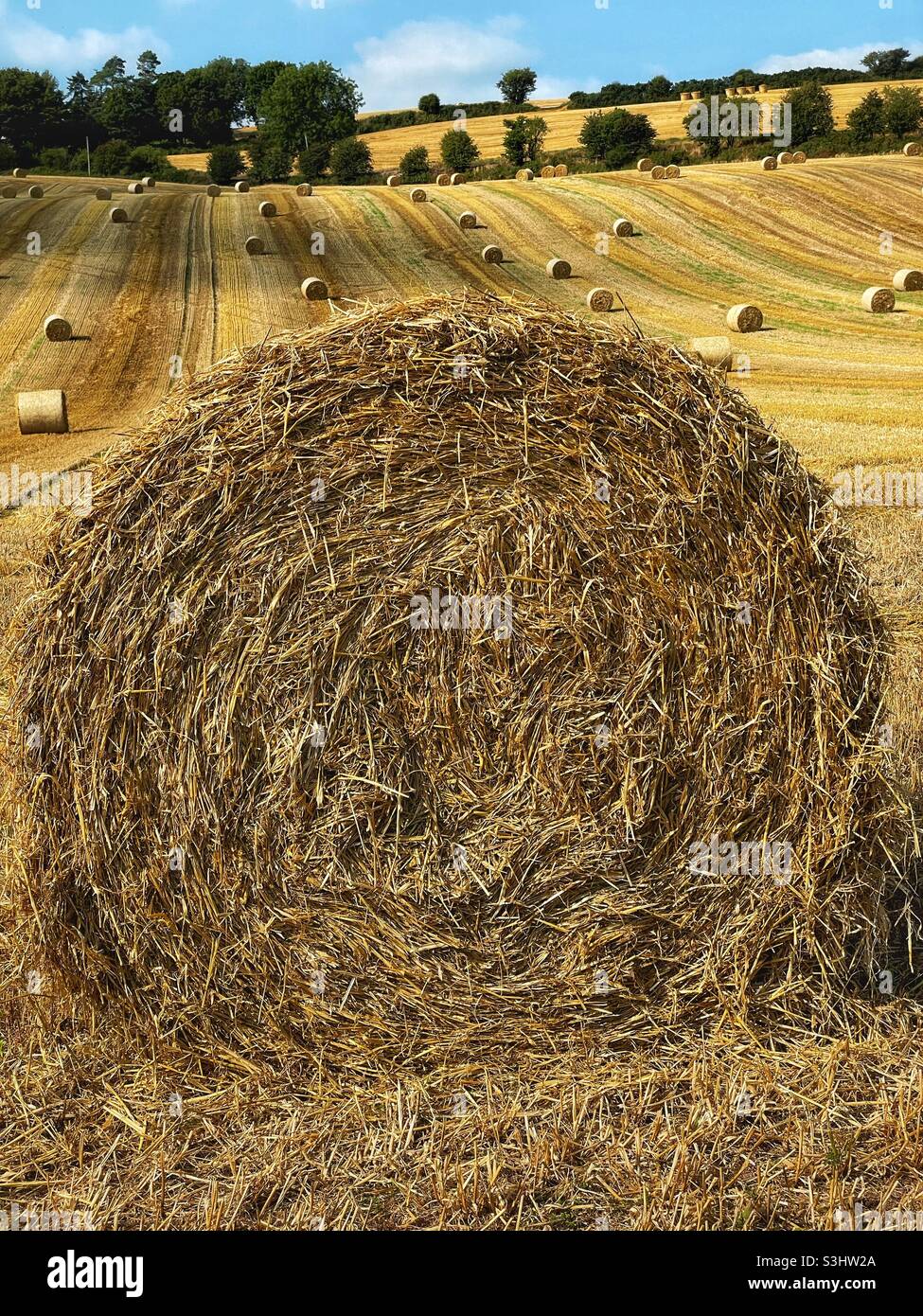 August bale -Fotos und -Bildmaterial in hoher Auflösung – Alamy