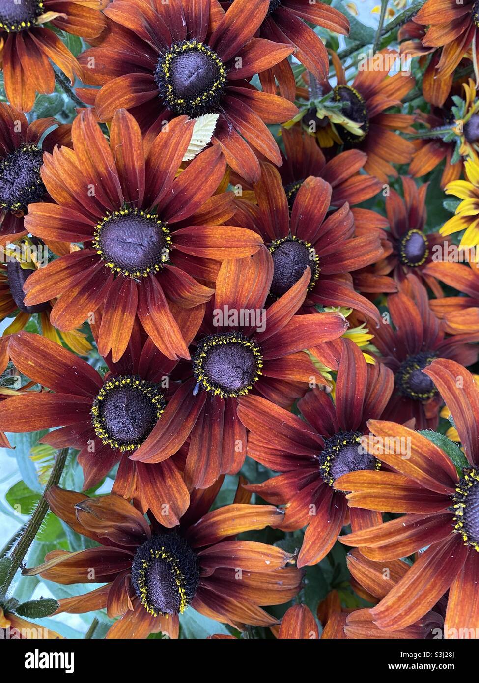 Orange rote purpurrote blumen -Fotos und -Bildmaterial in hoher ...