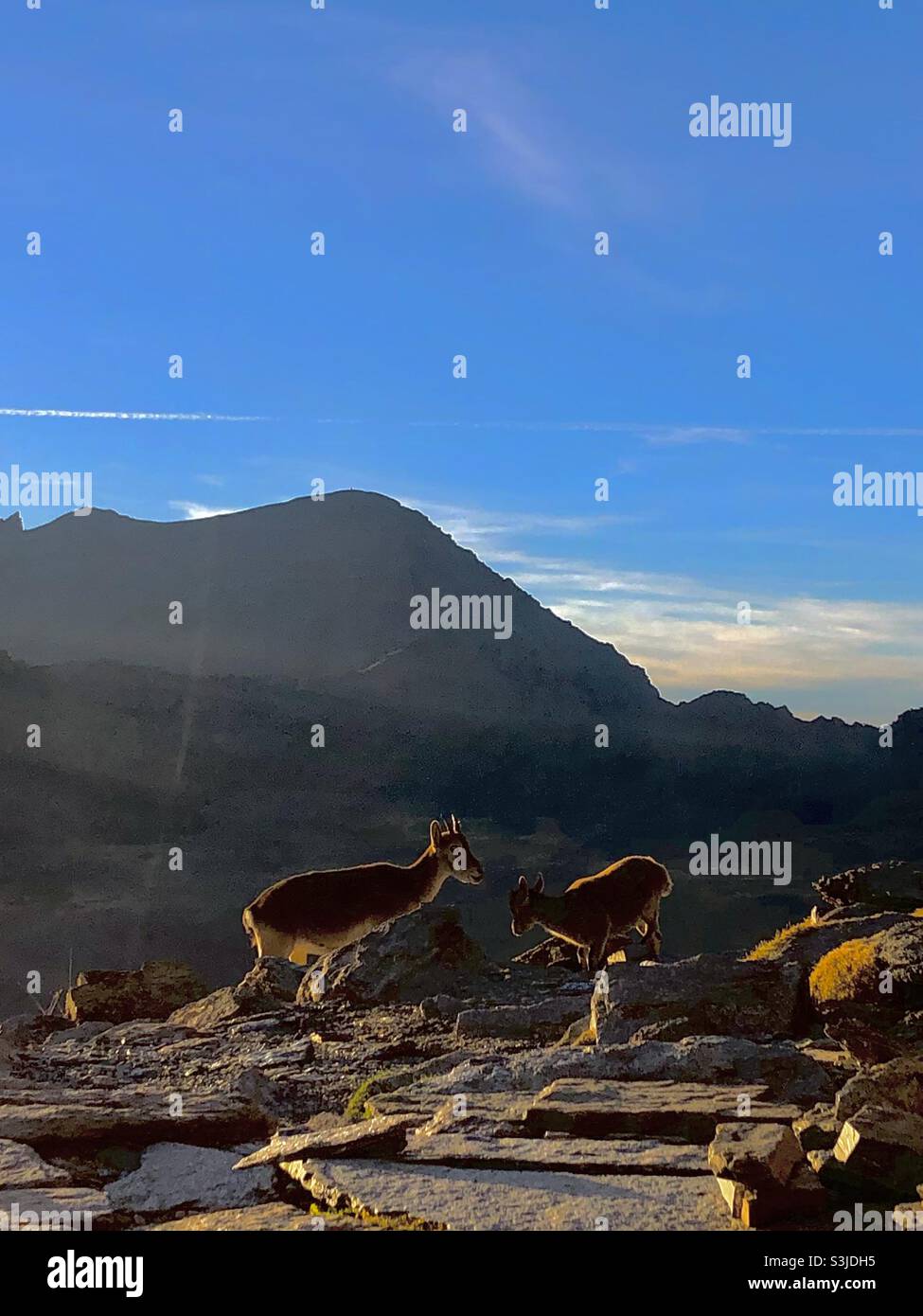 Steinbock familie -Fotos und -Bildmaterial in hoher Auflösung – Alamy