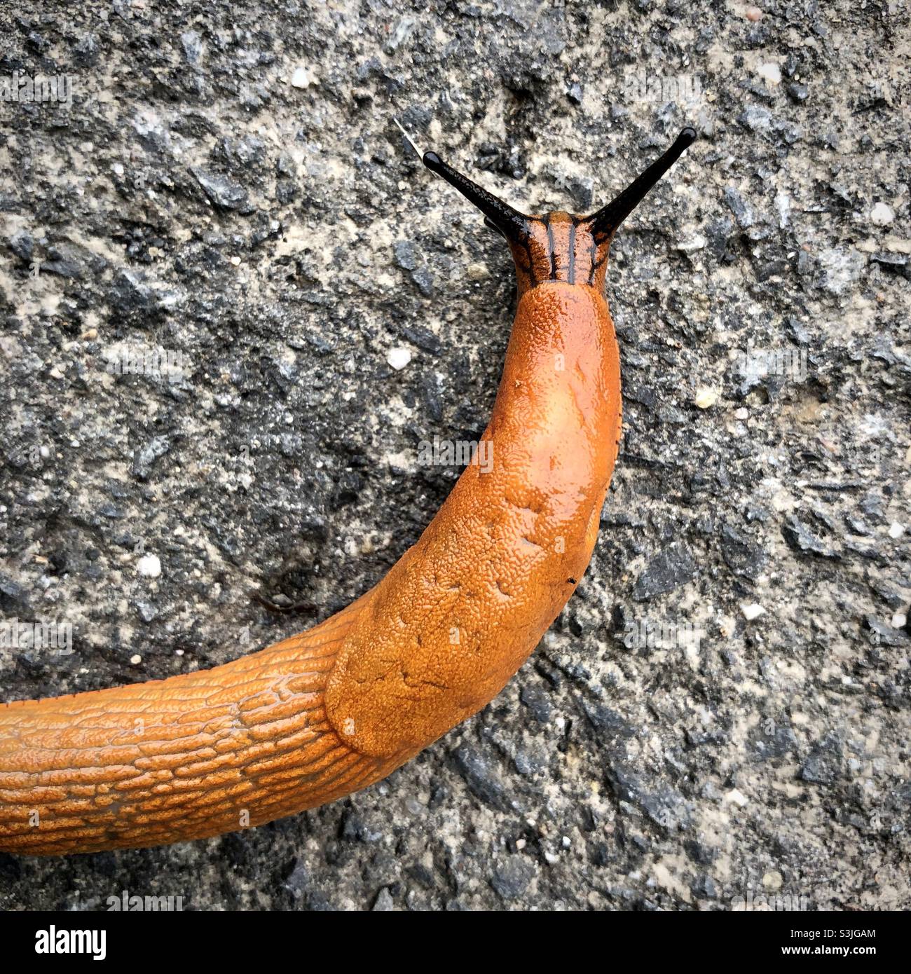 Arion rufus -Fotos und -Bildmaterial in hoher Auflösung – Alamy