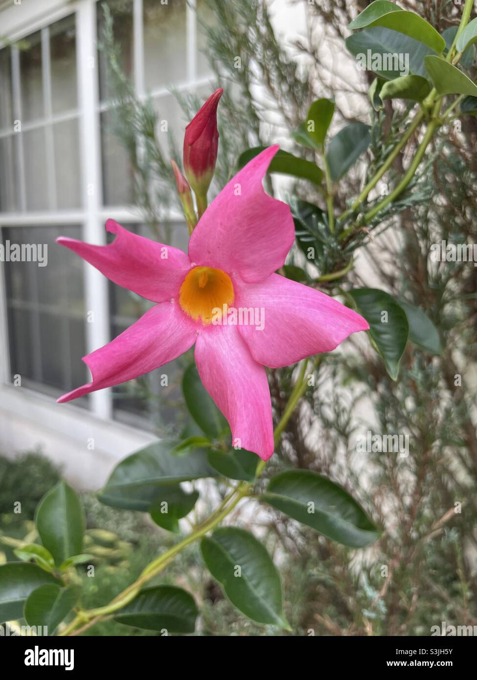 Rosa stern -Fotos und -Bildmaterial in hoher Auflösung – Alamy