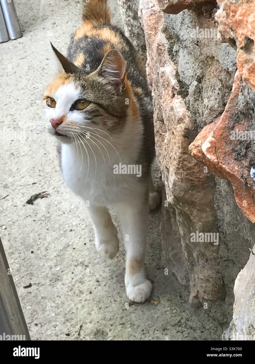 Gata atigrada -Fotos und -Bildmaterial in hoher Auflösung – Alamy