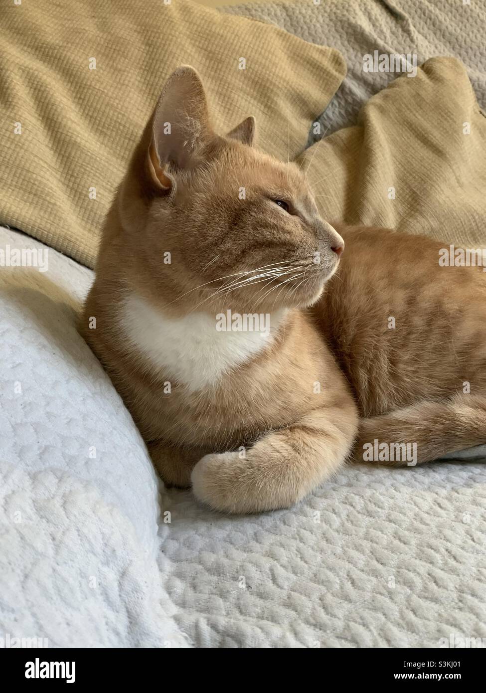 Katze Chillen Stockfotos und -bilder Kaufen - Alamy