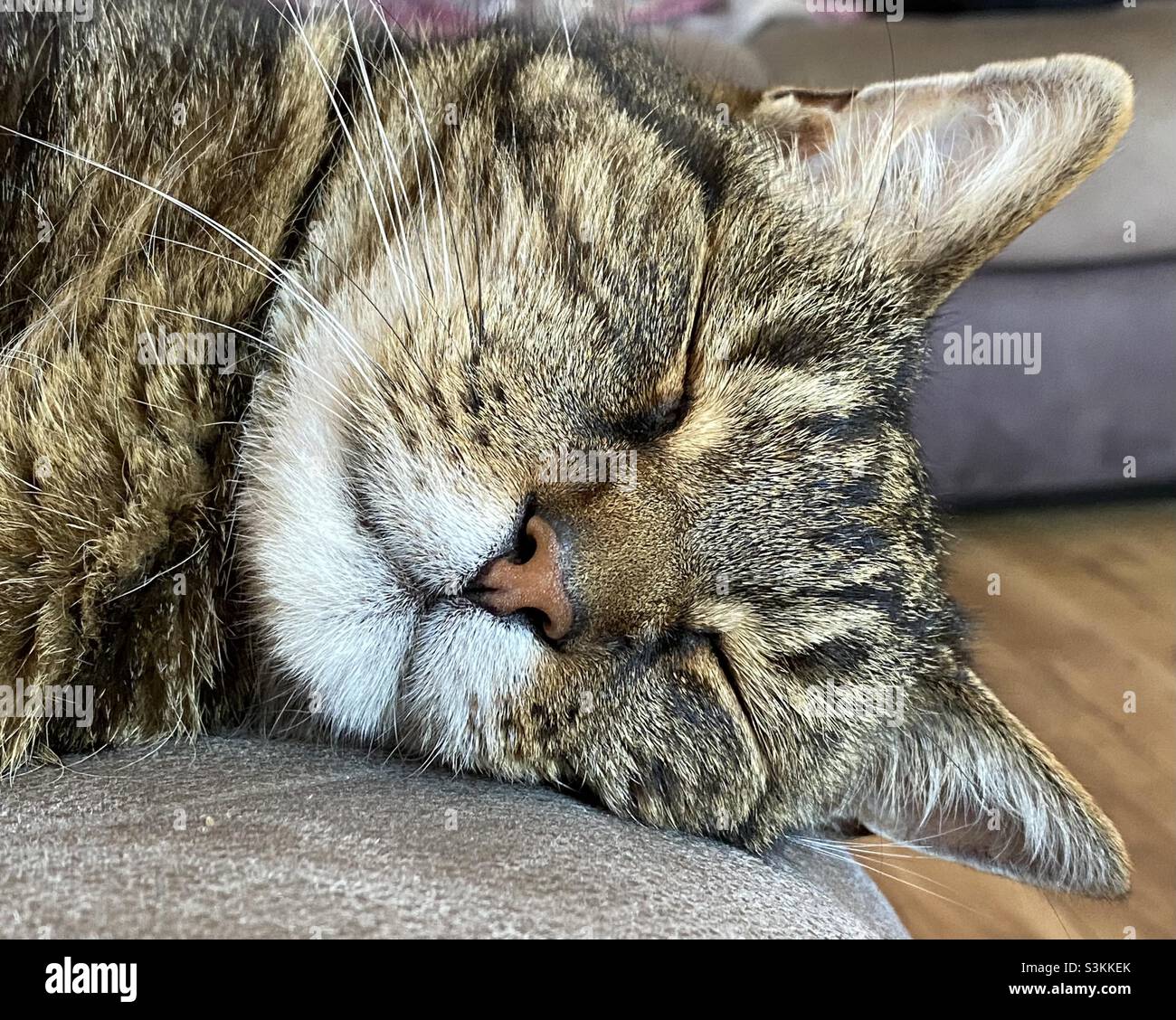 Tabby katze kopf erschossen -Fotos und -Bildmaterial in hoher Auflösung ...