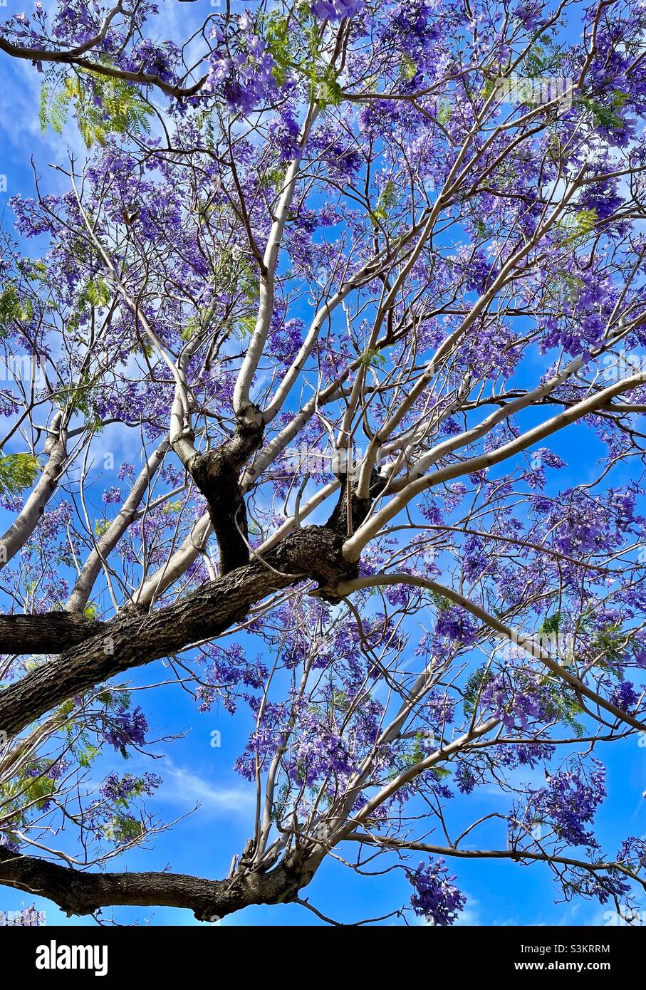 Flowering jacaranda tree -Fotos und -Bildmaterial in hoher Auflösung ...
