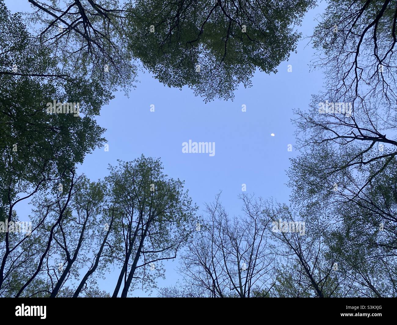 Ariel mond -Fotos und -Bildmaterial in hoher Auflösung – Alamy