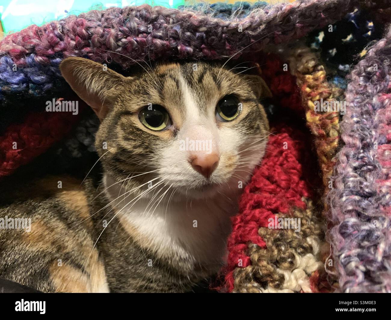 Scared cat -Fotos und -Bildmaterial in hoher Auflösung - Seite 2 - Alamy