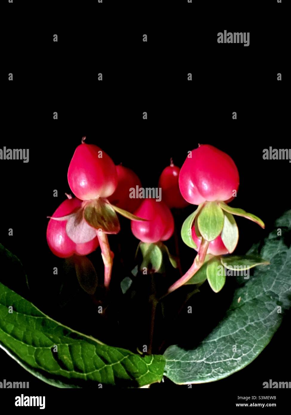 Rote hypericum beeren -Fotos und -Bildmaterial in hoher Auflösung – Alamy