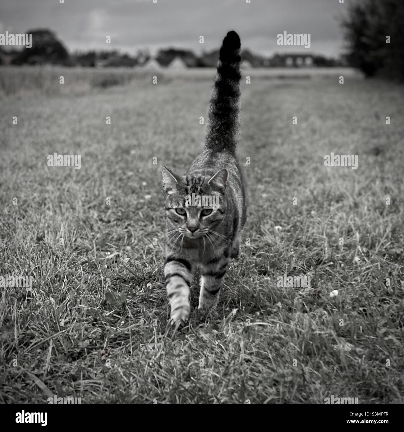Frohe jagd Stockfotos und -bilder Kaufen - Alamy