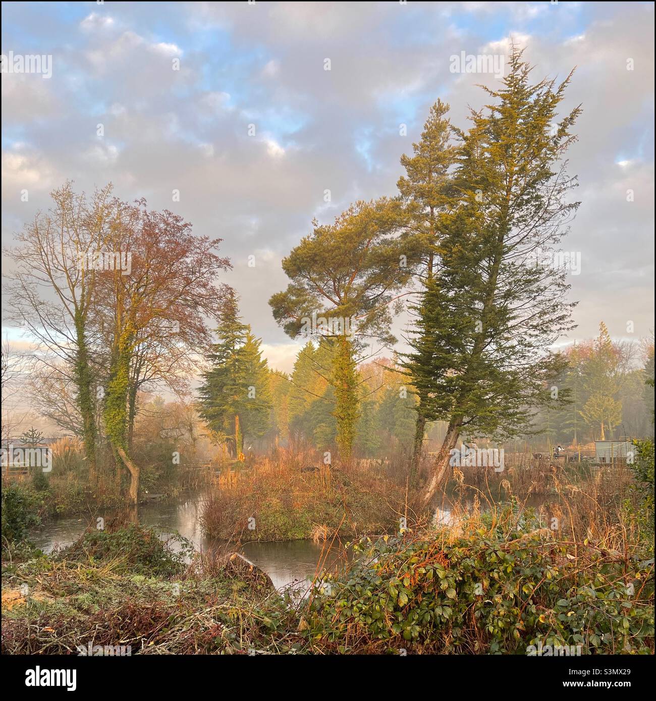 Verschiedene Bäume und Wasser im Winter Nebel und Sonnenschein, die wie ...