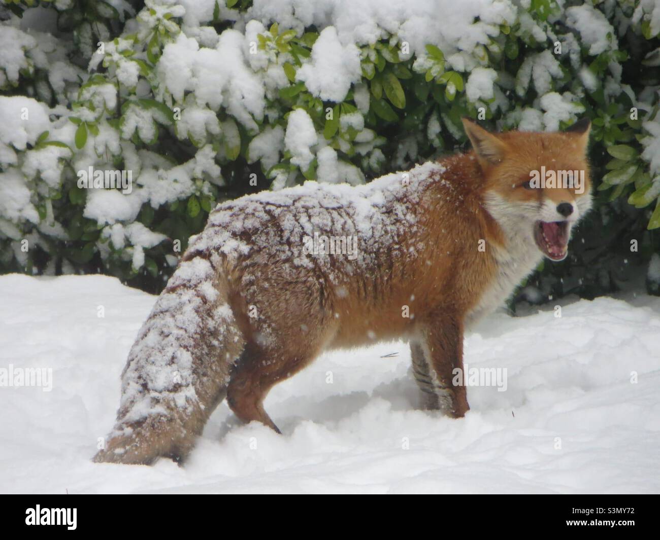 Lachender fuchs -Fotos und -Bildmaterial in hoher Auflösung – Alamy