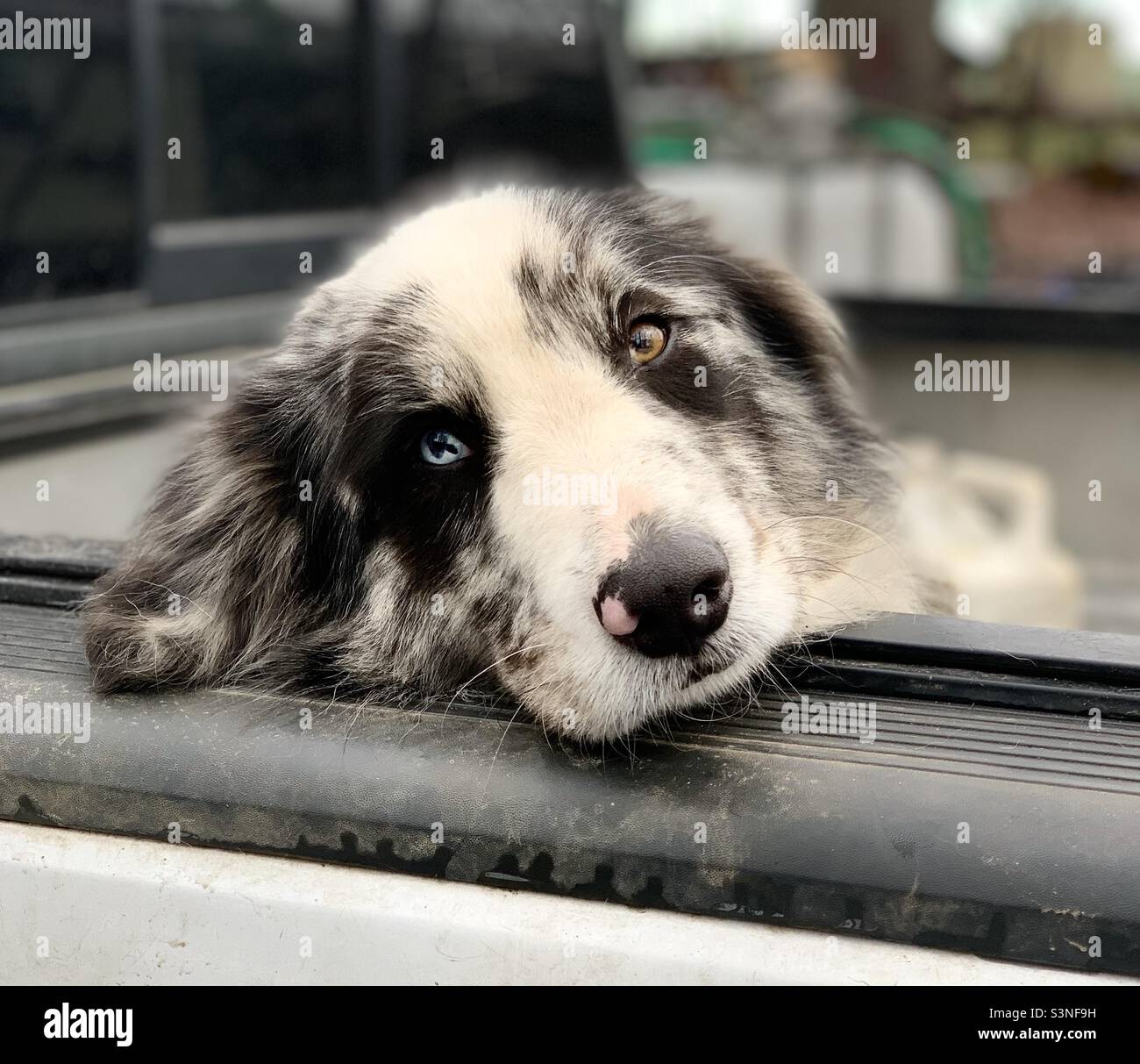 Aussie dog -Fotos und -Bildmaterial in hoher Auflösung – Alamy