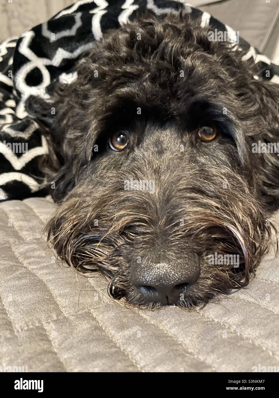 Aussie doodle -Fotos und -Bildmaterial in hoher Auflösung – Alamy