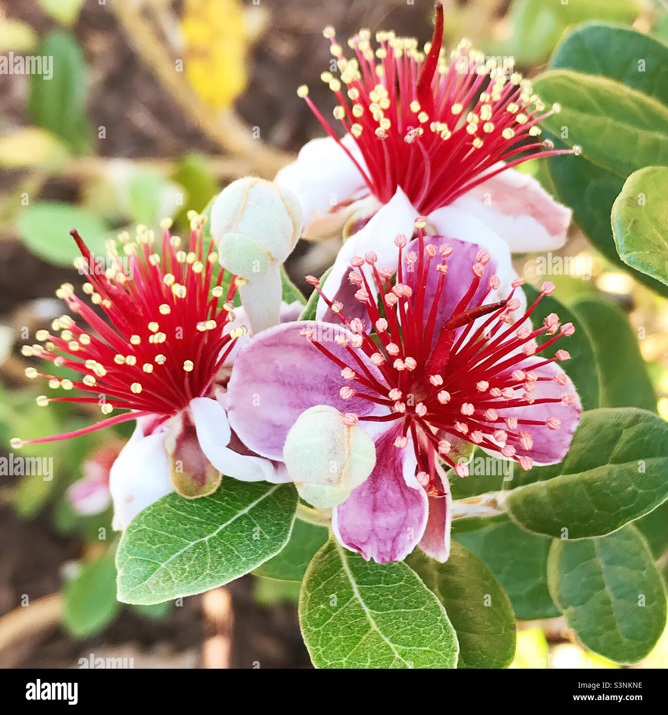Ananas guavenbaum -Fotos und -Bildmaterial in hoher Auflösung – Alamy