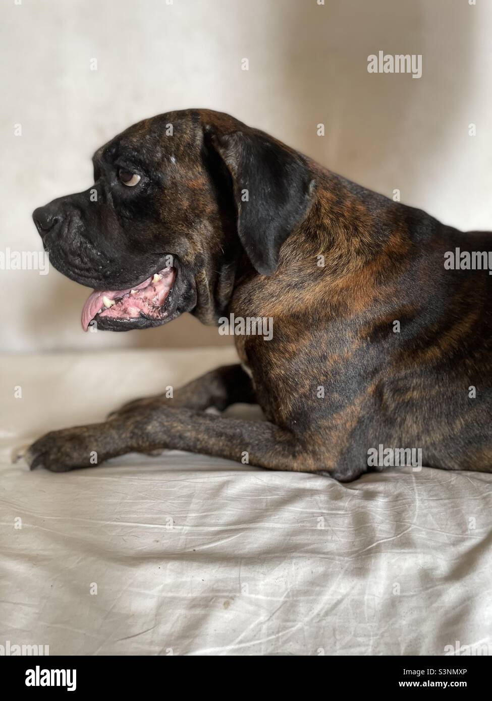 Gestromte boxer -Fotos und -Bildmaterial in hoher Auflösung – Alamy