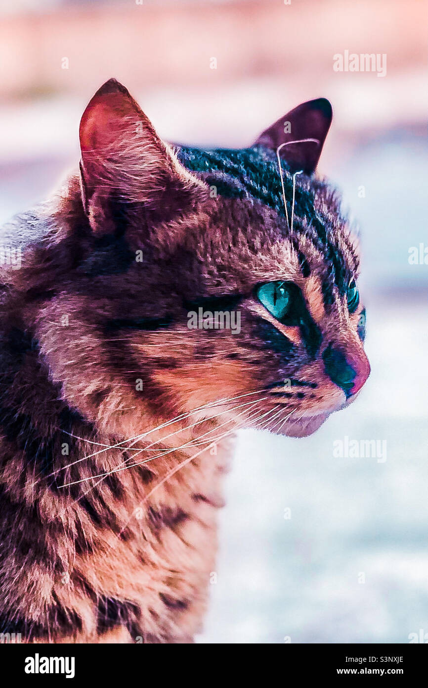 Nette katze -Fotos und -Bildmaterial in hoher Auflösung – Alamy