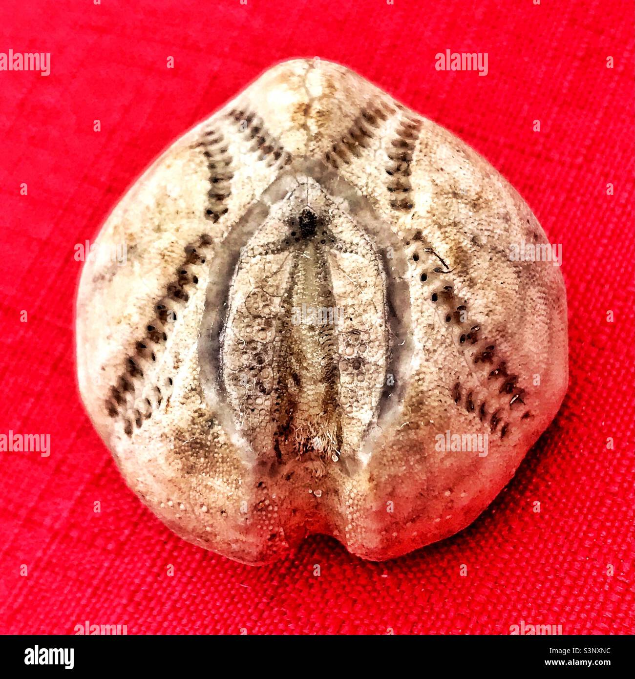 Herz seeigel test -Fotos und -Bildmaterial in hoher Auflösung – Alamy