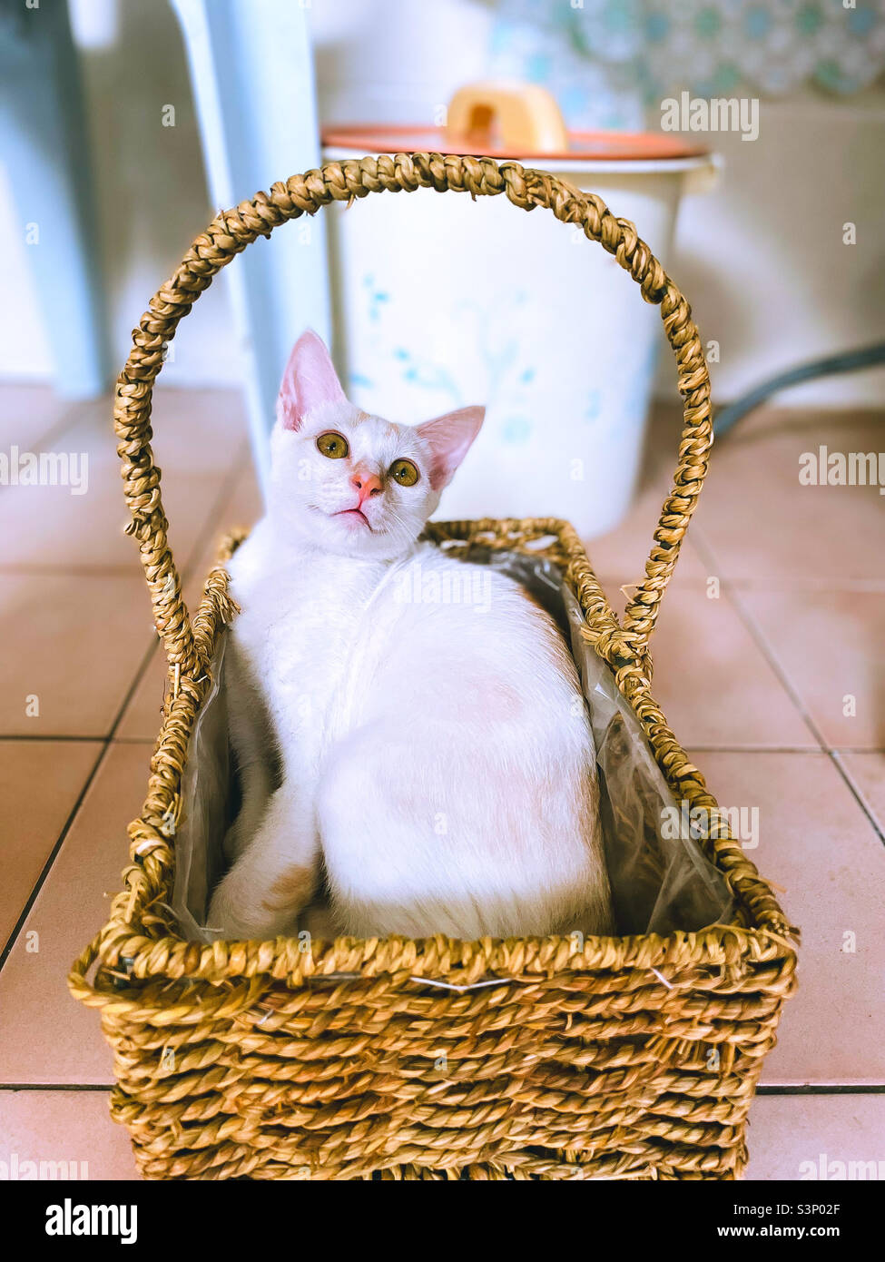 Korb mit kleinen katzen -Fotos und -Bildmaterial in hoher Auflösung – Alamy