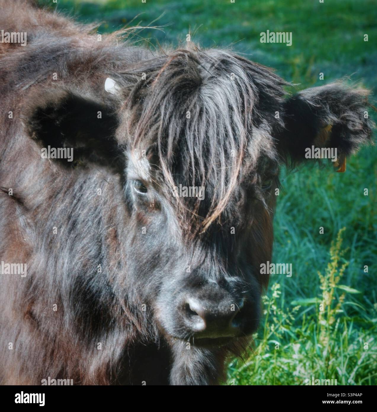Hairy ears -Fotos und -Bildmaterial in hoher Auflösung – Alamy