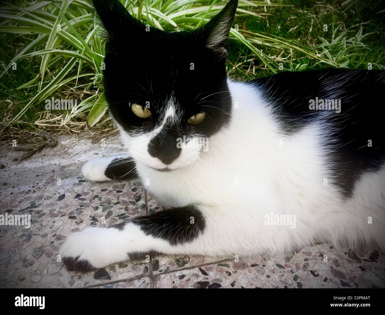 Lovely animals -Fotos und -Bildmaterial in hoher Auflösung – Alamy