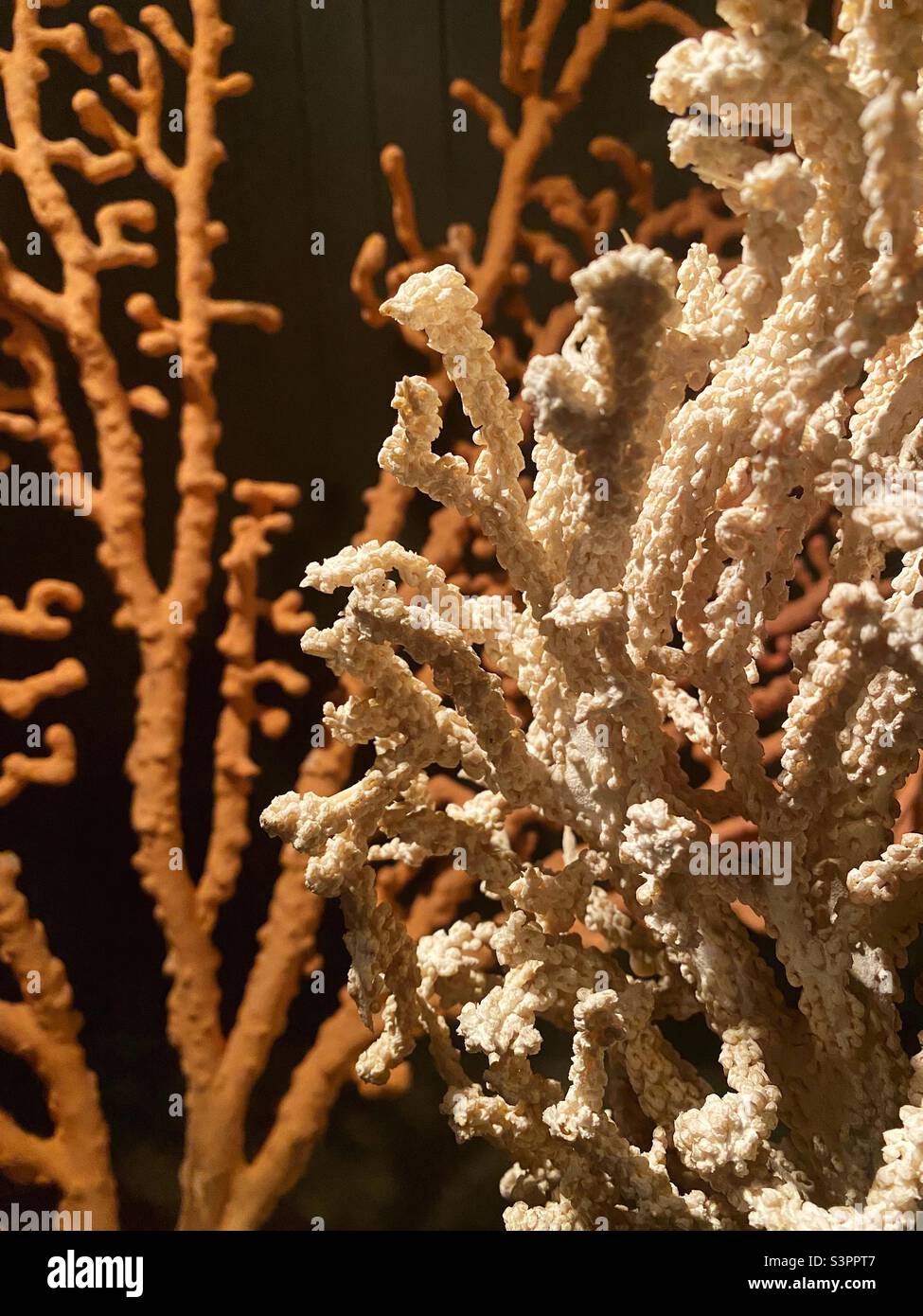 Rote baumkoralle -Fotos und -Bildmaterial in hoher Auflösung – Alamy