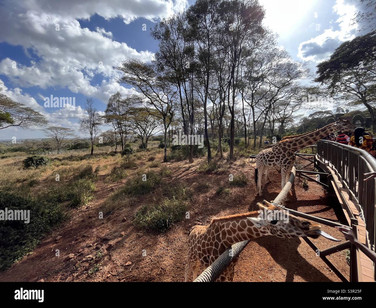 Giraffe centre -Fotos und -Bildmaterial in hoher Auflösung – Alamy