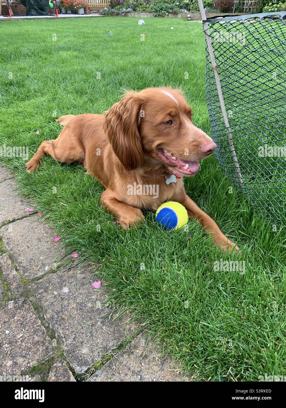 Cocker spaniel pudel -Fotos und -Bildmaterial in hoher Auflösung – Alamy