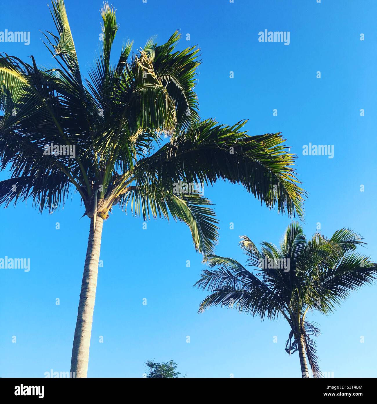 Palmen sonnig -Fotos und -Bildmaterial in hoher Auflösung – Alamy
