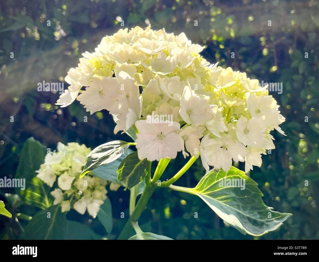 Englischer garten des strauches -Fotos und -Bildmaterial in hoher ...