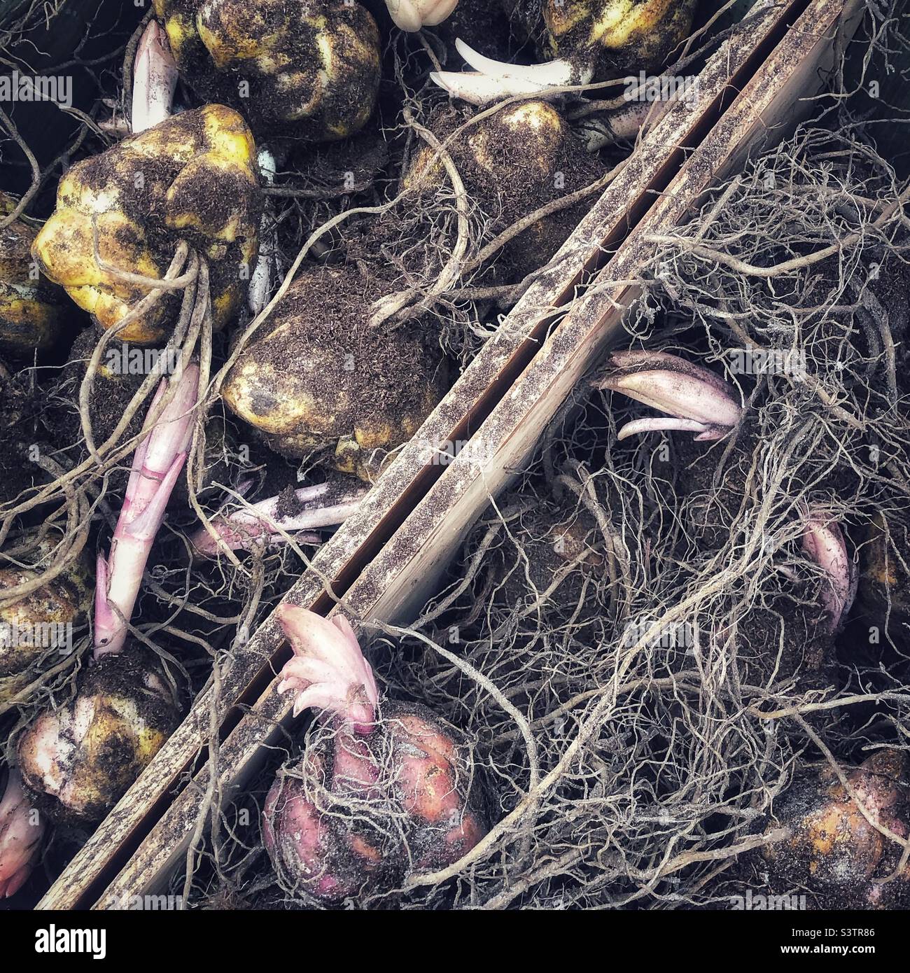 Pflanzen lilienzwiebeln -Fotos und -Bildmaterial in hoher Auflösung – Alamy