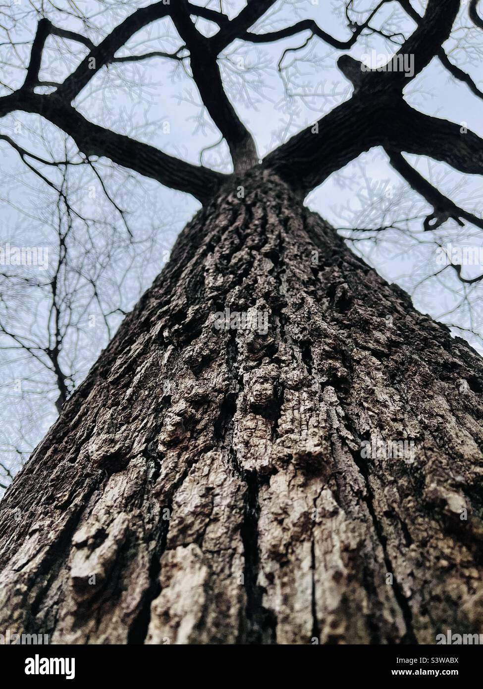 Huge oak tree -Fotos und -Bildmaterial in hoher Auflösung – Alamy