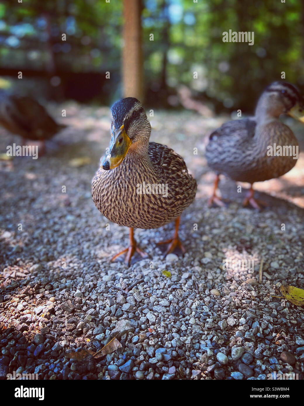 Schön dich zu treffen -Fotos und -Bildmaterial in hoher Auflösung – Alamy